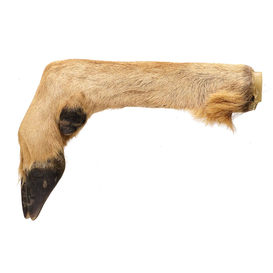 Real Taxidermy Animal Hooves Cured Bent Deer Hoof 7-11 | Etsy