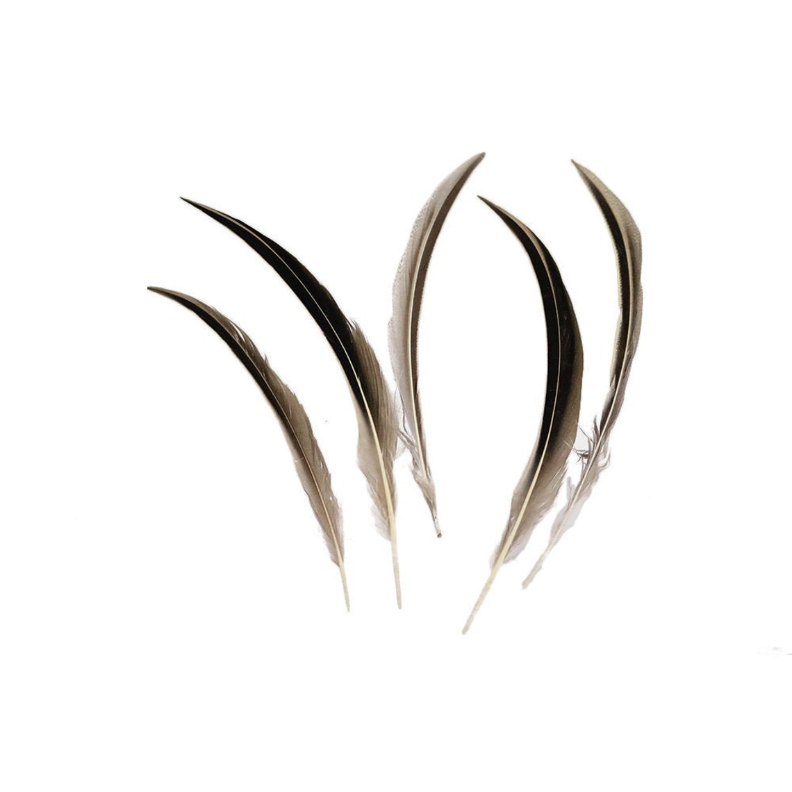 Striped Curly Mallard Duck Feathers 5-7 10 Pieces - Etsy