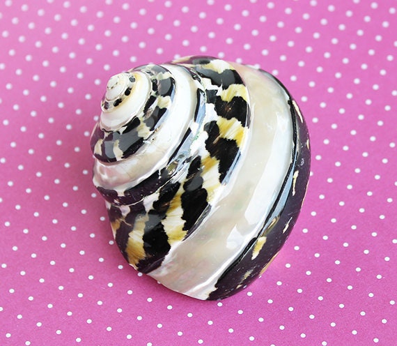 Floral & Garden Crafts 1 Shell - Banded Magpie Shell Banded West Indian ...