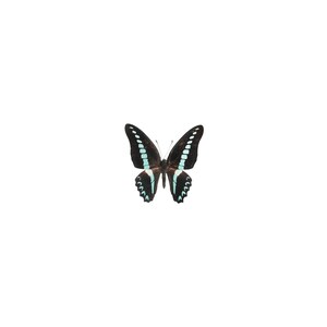 Taxidermy Butterfly Milon's Swallowtail | Real Unspread (graphium Milon ...