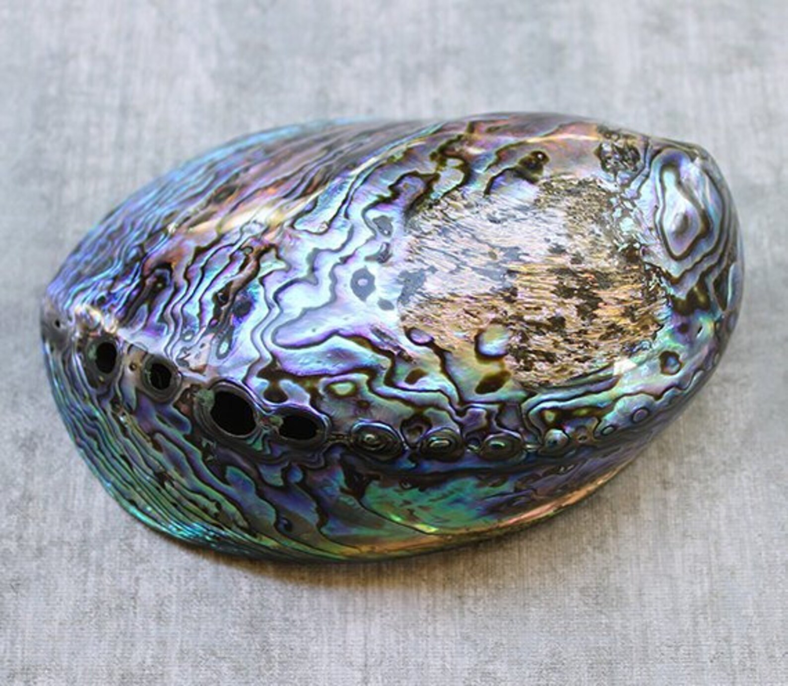 Polished Blackfoot Paua Rainbow Abalone Shell 4-5 Haliotis - Etsy