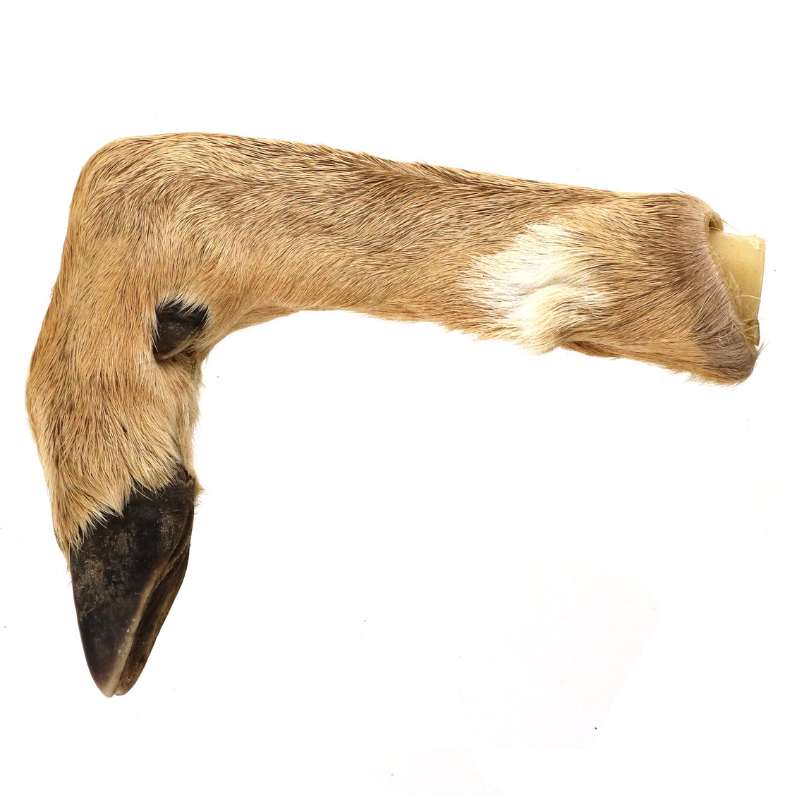 Real Taxidermy Animal Hooves Cured Bent Deer Hoof 7-11 | Etsy