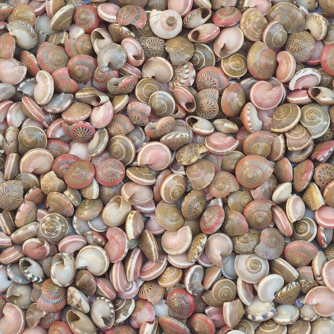 Pink, Brown & Gray Umbonium Shells 1/3"-5/8" | Beige Craft Cowry ...