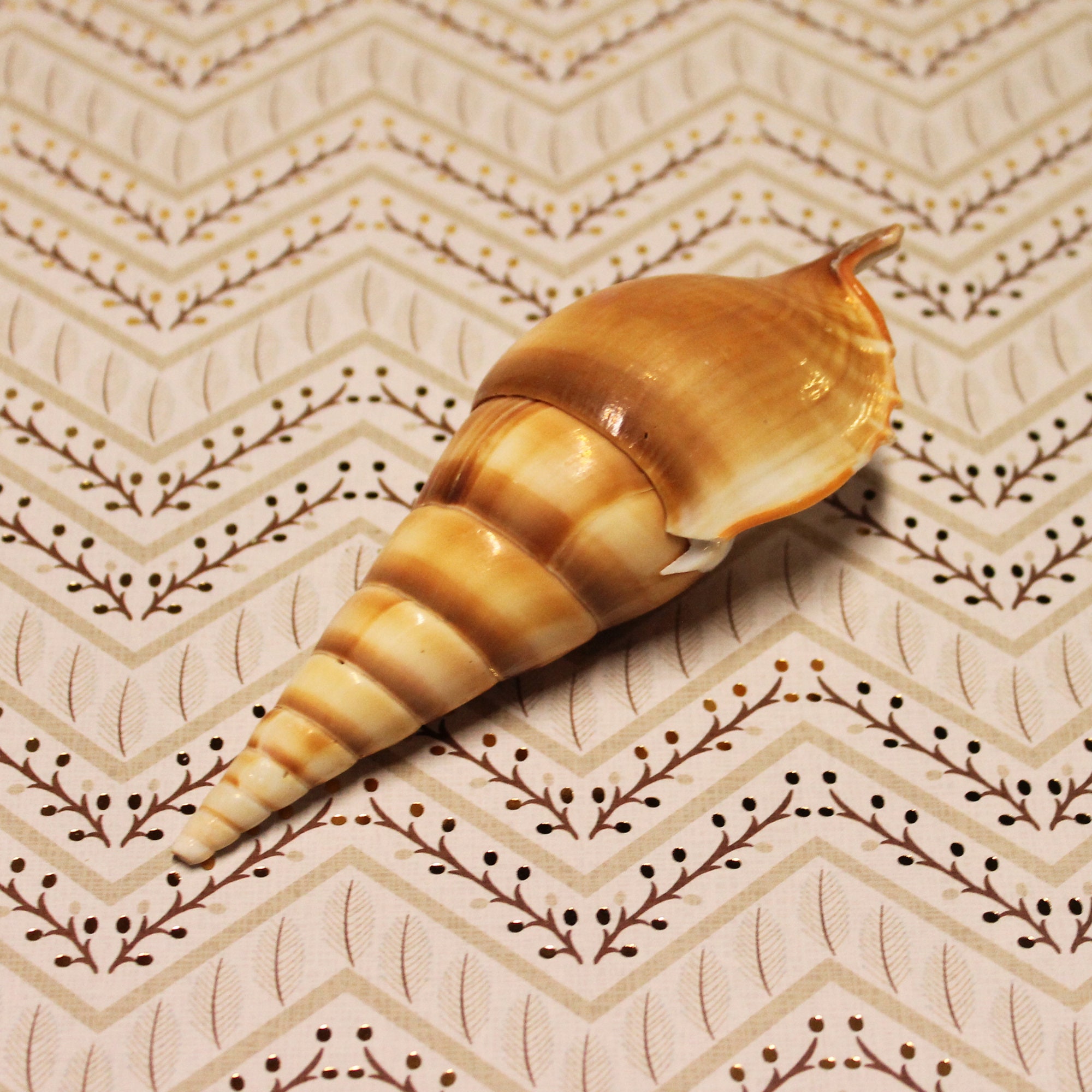Tibia Curta Shell | Real Brown India Tibia Conch Seashells 4-5