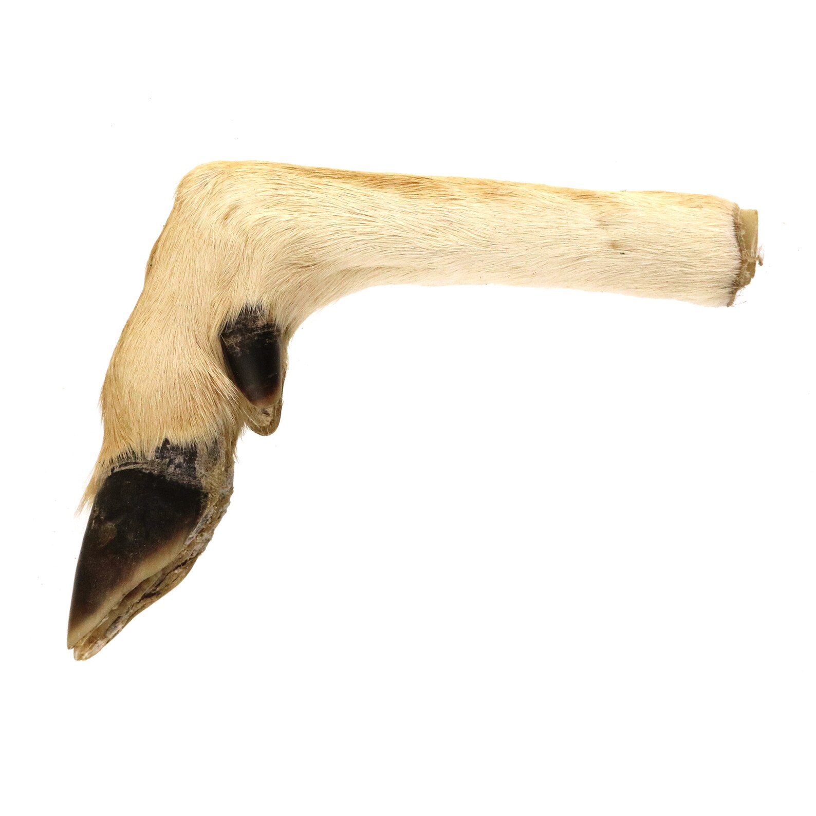 Real Taxidermy Animal Hooves Cured Bent Deer Hoof 7-11 | Etsy