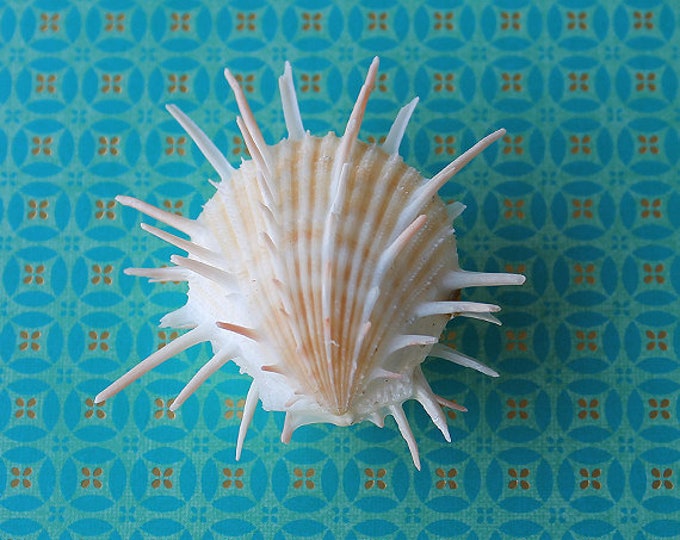 Imperial Spiny Oyster Seashell | Real 2-3" (spondylus Imperialis) Shell ...