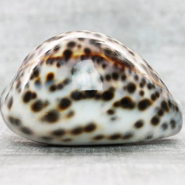 Tiger Cowrie - Etsy
