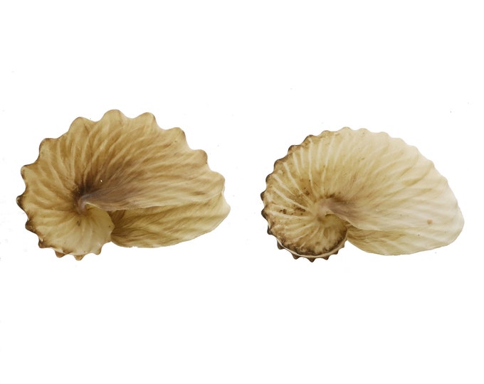 Real Brown Paper Nautilus 2-3" - Etsy