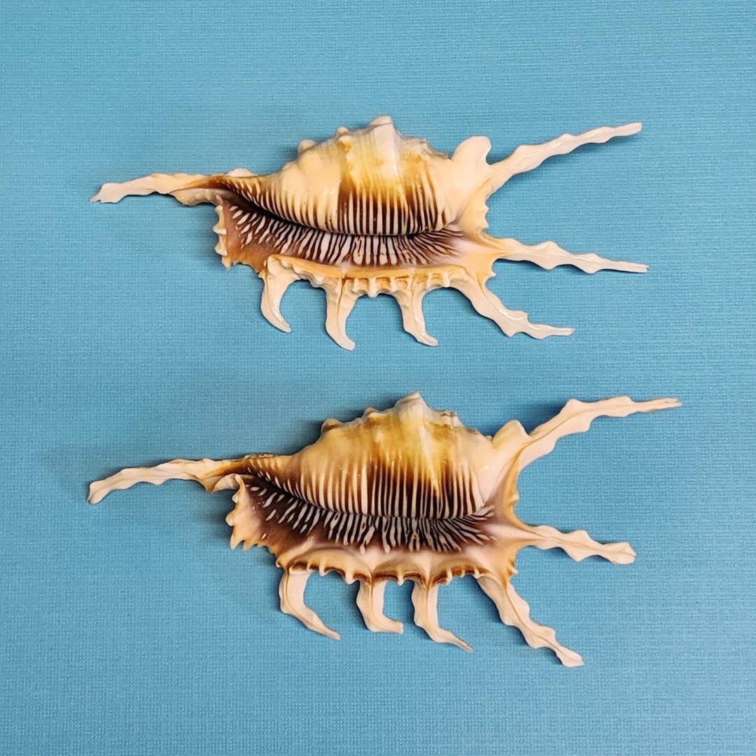 Real Scorpion Conch Seashells 4-5" (lambis Scorpius) Shells | 2 Pieces ...
