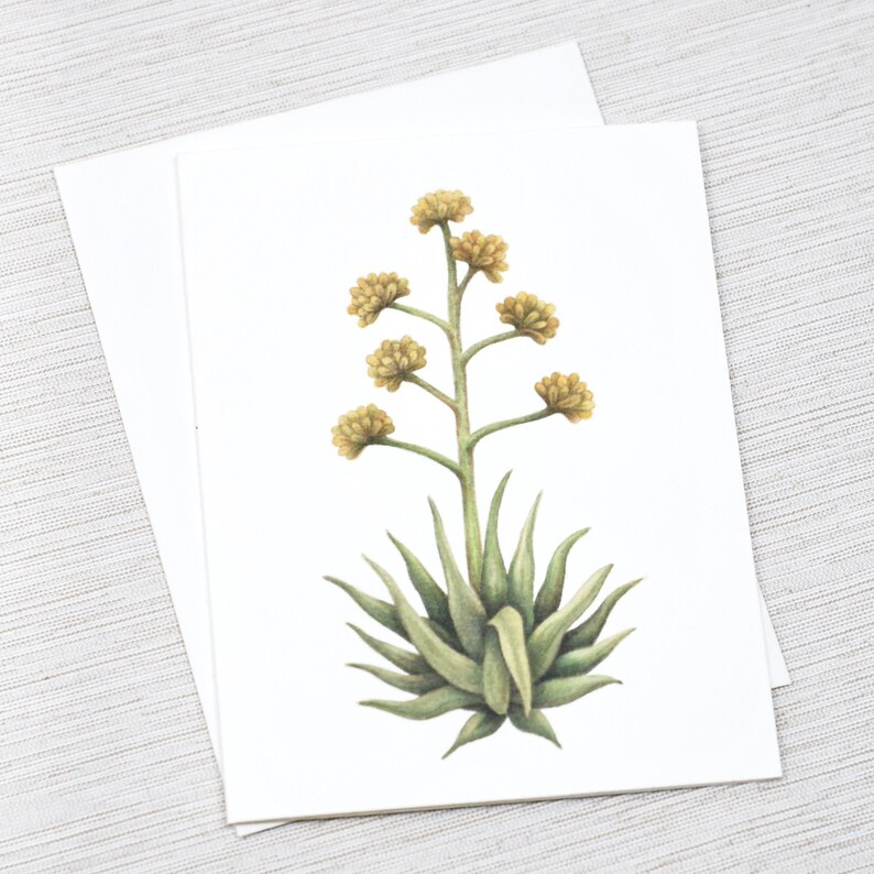 Century Plant Notecards: Box of 8 - Etsy