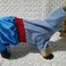 Aladdin, Genie Dog Costume, Genie Dog Outfit, Aladdin Dog Costume ...