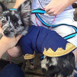 Beauty and the Beast, Beast Dog Jacket, Prince Dog Costume, Beast Dog ...