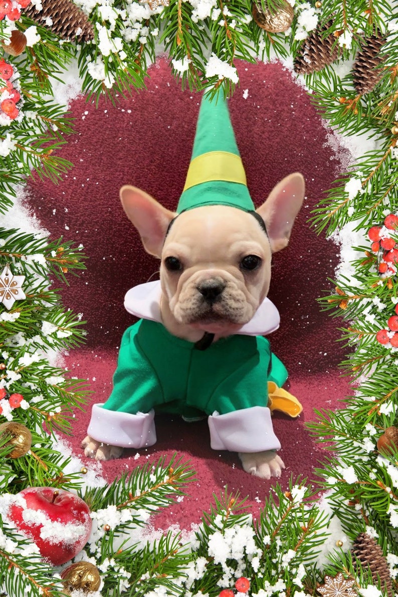 Bud the Elf Bud the Elf Dog Outfit Dog Elf Costume Dog - Etsy