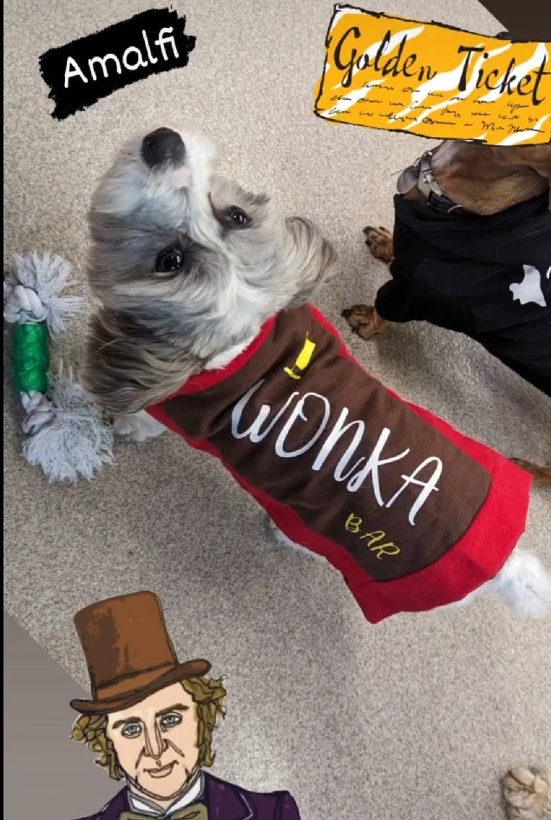 Wonka Bar Dog Costume, Chocolate Bar Dog Costume, Willie Wonka Dog ...