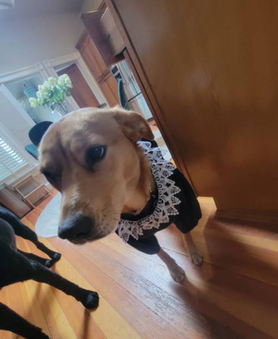 Judge Dog Costume Judge Judy Dog Costume Judge Ruth Dog - Etsy