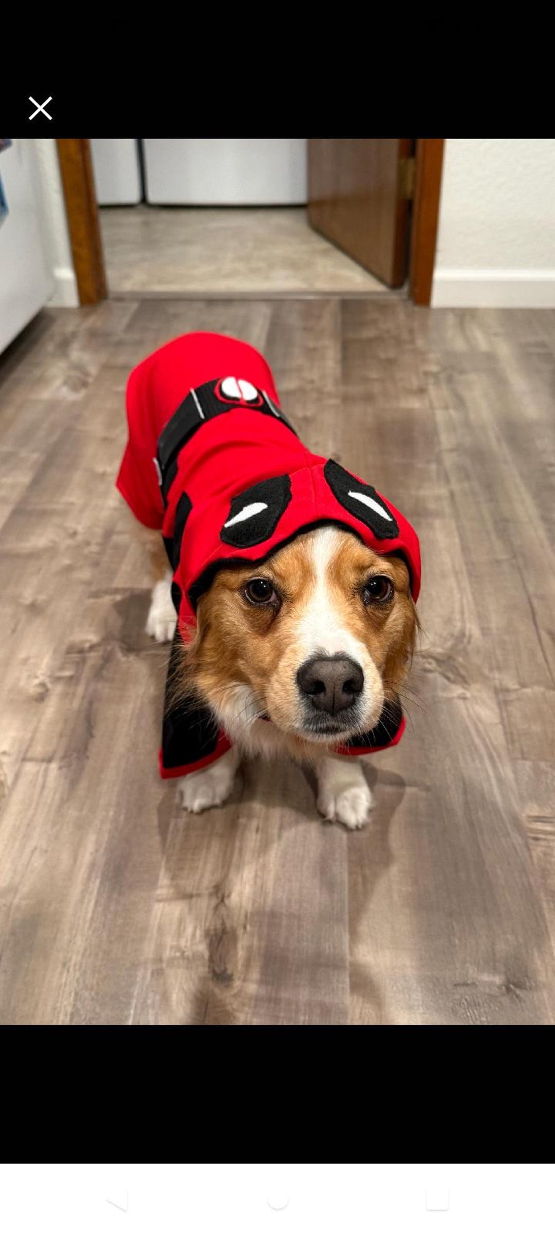 Deadpool, Deadpool Dog Costume, Halloween Dog Costume - Etsy