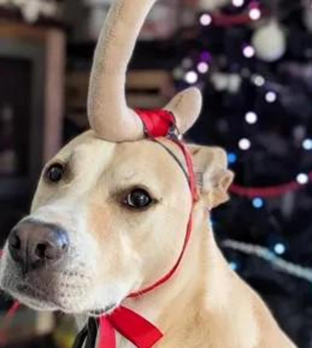 Grinch Max Dog Antler Costume: Christmas Pet Accessory - Etsy