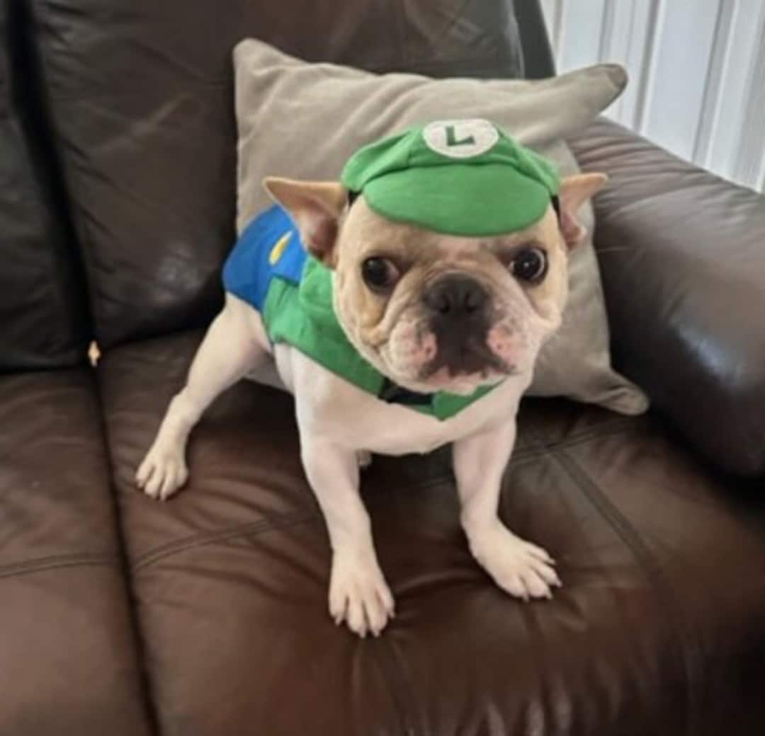Luigi Dog Costume: Flannel Mario Kart Halloween Outfit - Etsy