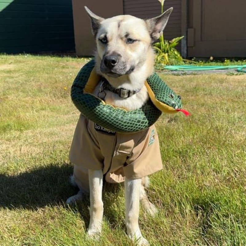 Safari Outfit for a Dog - Etsy