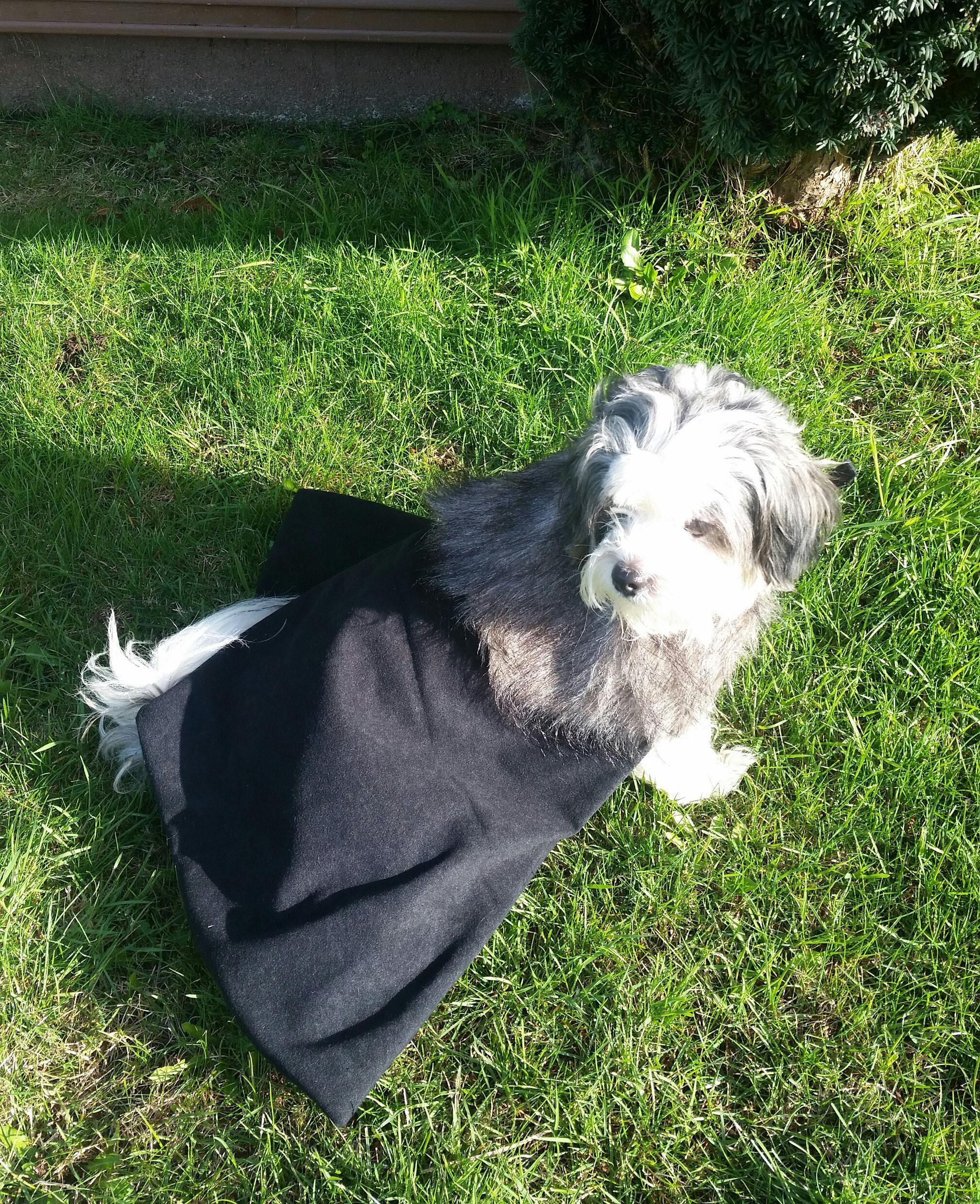 Games of Throne Jon Snow dog costume Games of Throne dog | Etsy