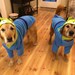 Alien Dog Costume, Toy Story Alien Dog Outfit, Halloween Dog Outfit ...