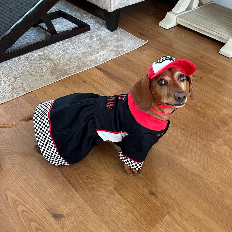 Dog Race Car Toy - Etsy