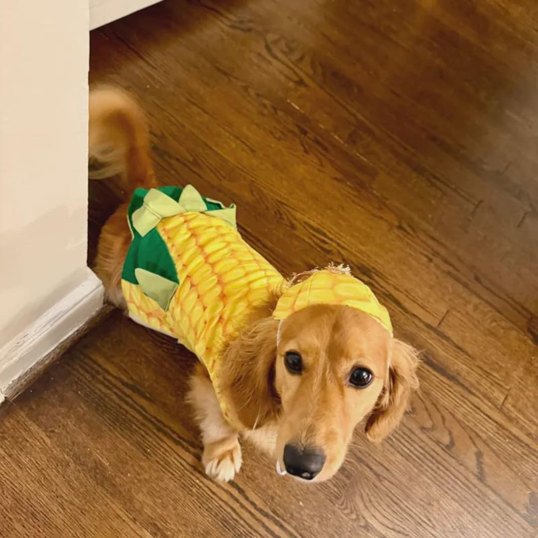 Corn on the Cob Dog Costume: Halloween Pet Outfit - Etsy