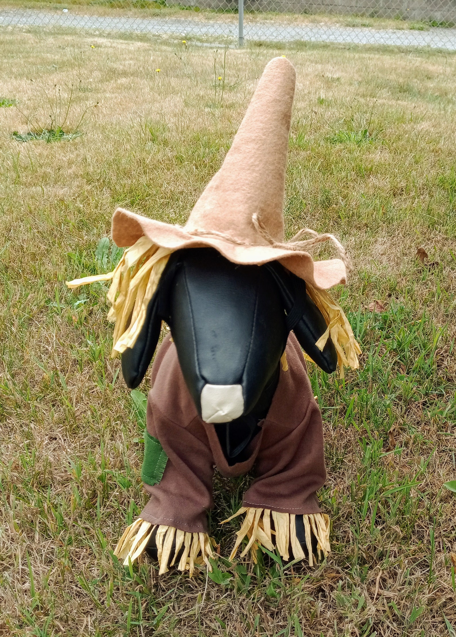 Scarecrow Dog Costume Wizard of Oz Inspired. Scarecrow Dog - Etsy