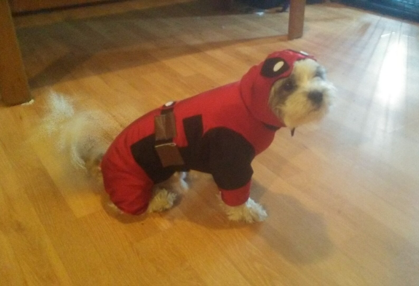 Deadpool Deadpool Dog Costume Halloween Dog Costume - Etsy UK