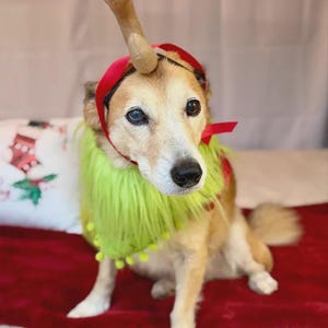 Grinch Max Dog Antler Costume: Christmas Pet Accessory - Etsy