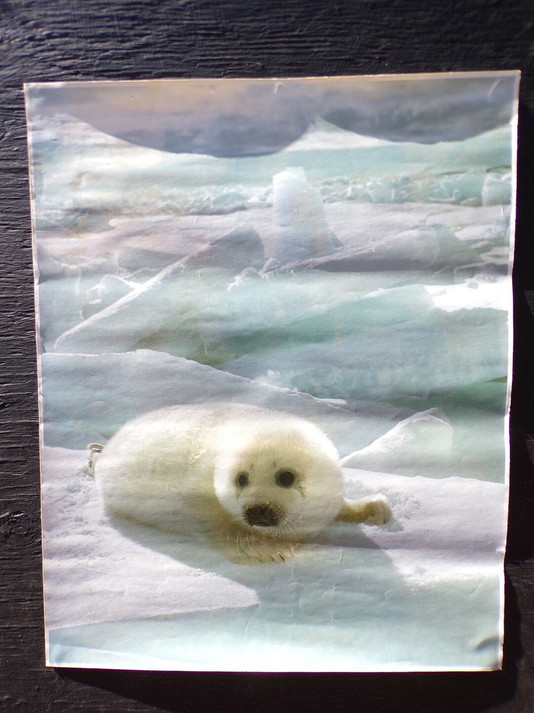 Vintage Impact 1970 Baby Harp Seal Poster 965 20 X 16 Bill Curtsinger ...