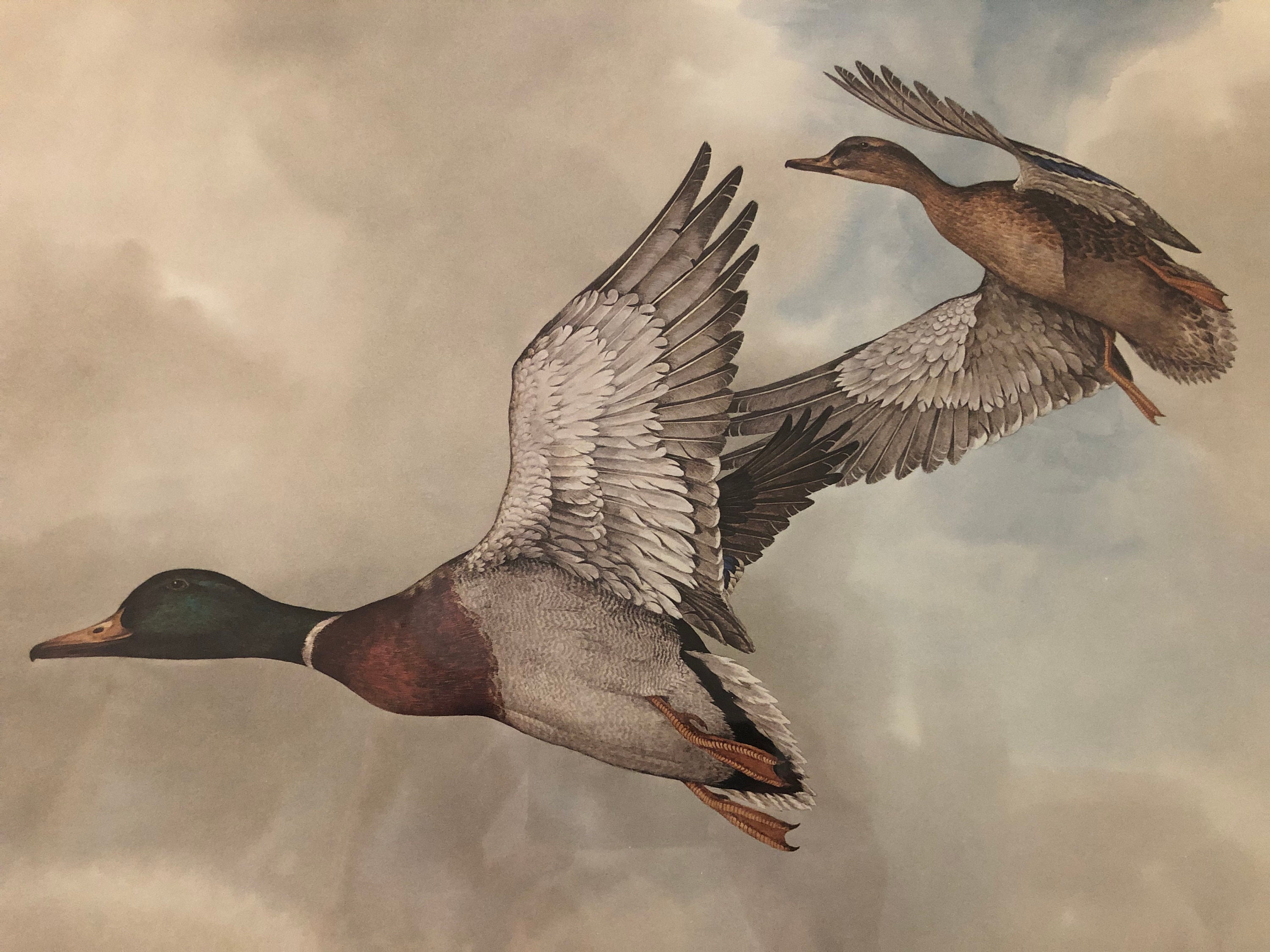 Mallards by Chas E. Murphy Duck Print Artist Proof W/ Artist Remark and ...