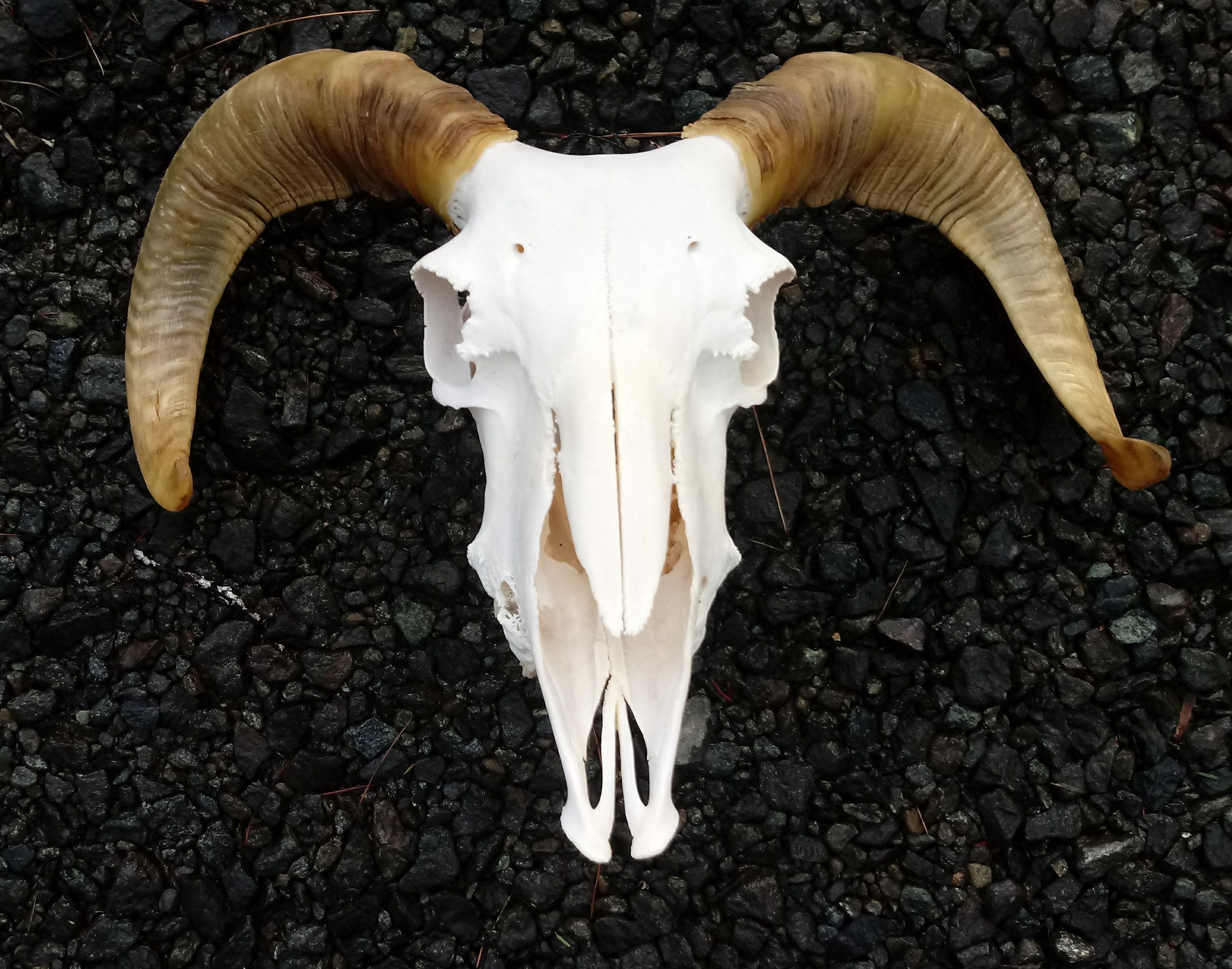 Medium REAL Domestic Sheep Skull With Healing Bone EXACT | Etsy