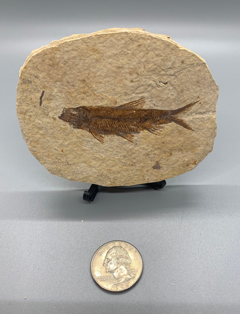 Fossil Fish - Etsy Australia
