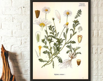 Botanische poster | Etsy