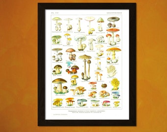 Mushroom poster | Etsy