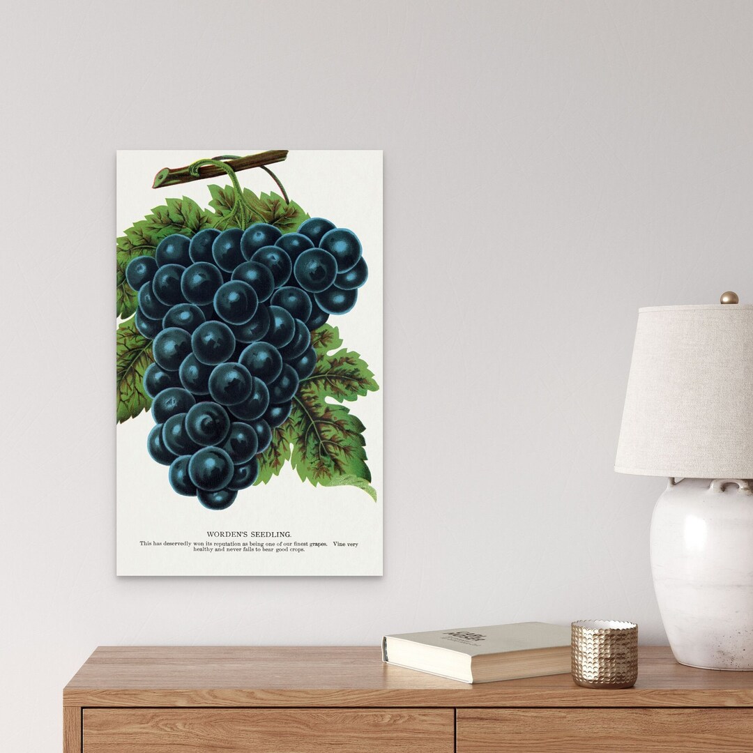 Vintage Grape Print 1900: Botanical Fruit Poster - Etsy