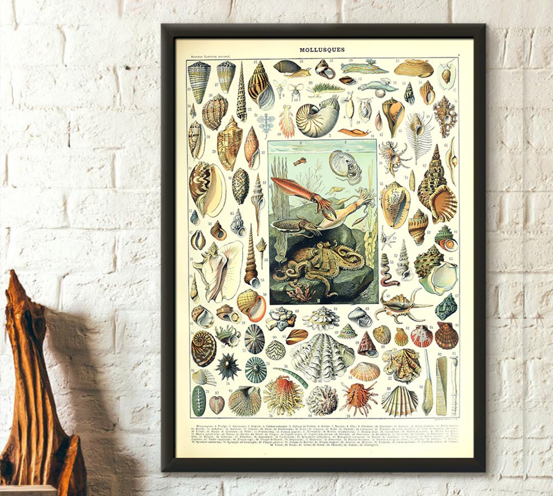 Vintage Mollusc Science Print Adolphe Millot Art Premium Quality Poster ...