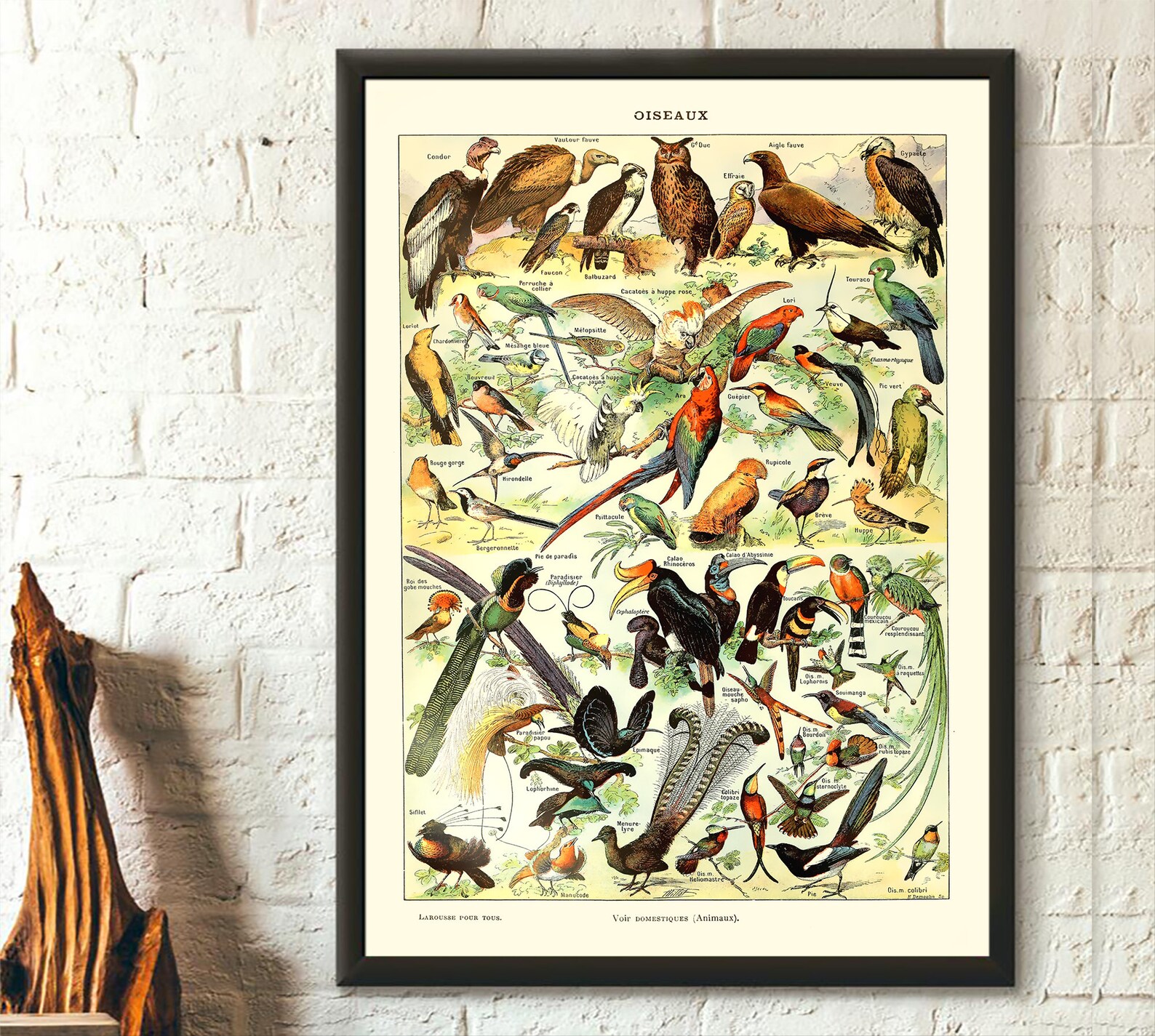 Vintage Science Bird Print 1909 Adolphe Millot Poster Home | Etsy