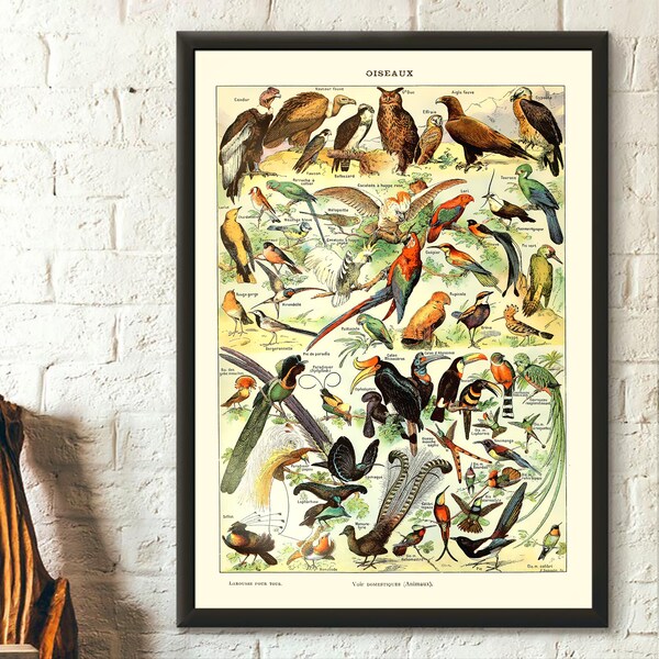 Bird Poster - Etsy