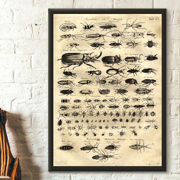 Insect Poster - Etsy