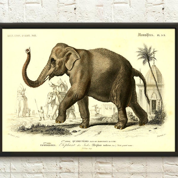Elephant Poster - Etsy