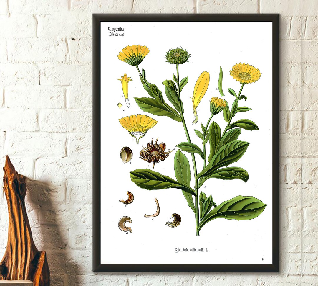 Vintage Botanical Print Botanical Poster Garden Decor Floral ...