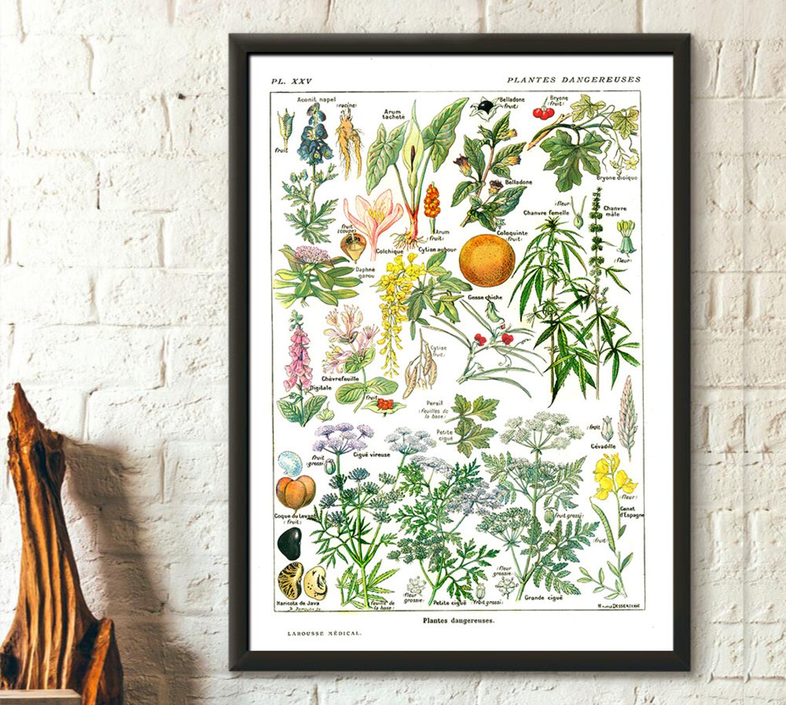 Vintage Botanical Print Dangerous Plants Science 1912 | Etsy