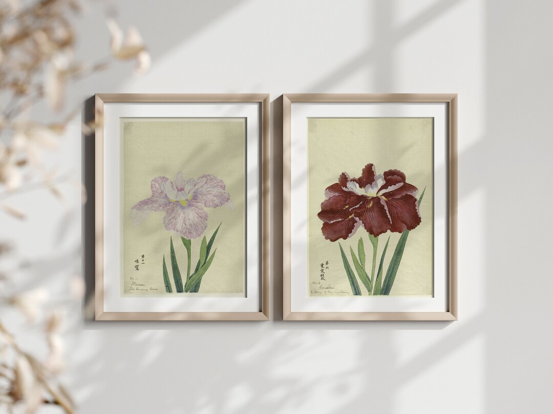 Japanese Iris Flower Poster Set: Vintage Botanical Art Prints - Etsy