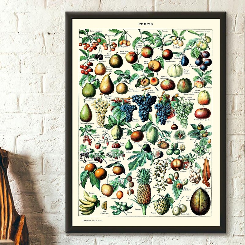 Fruit Poster - Etsy
