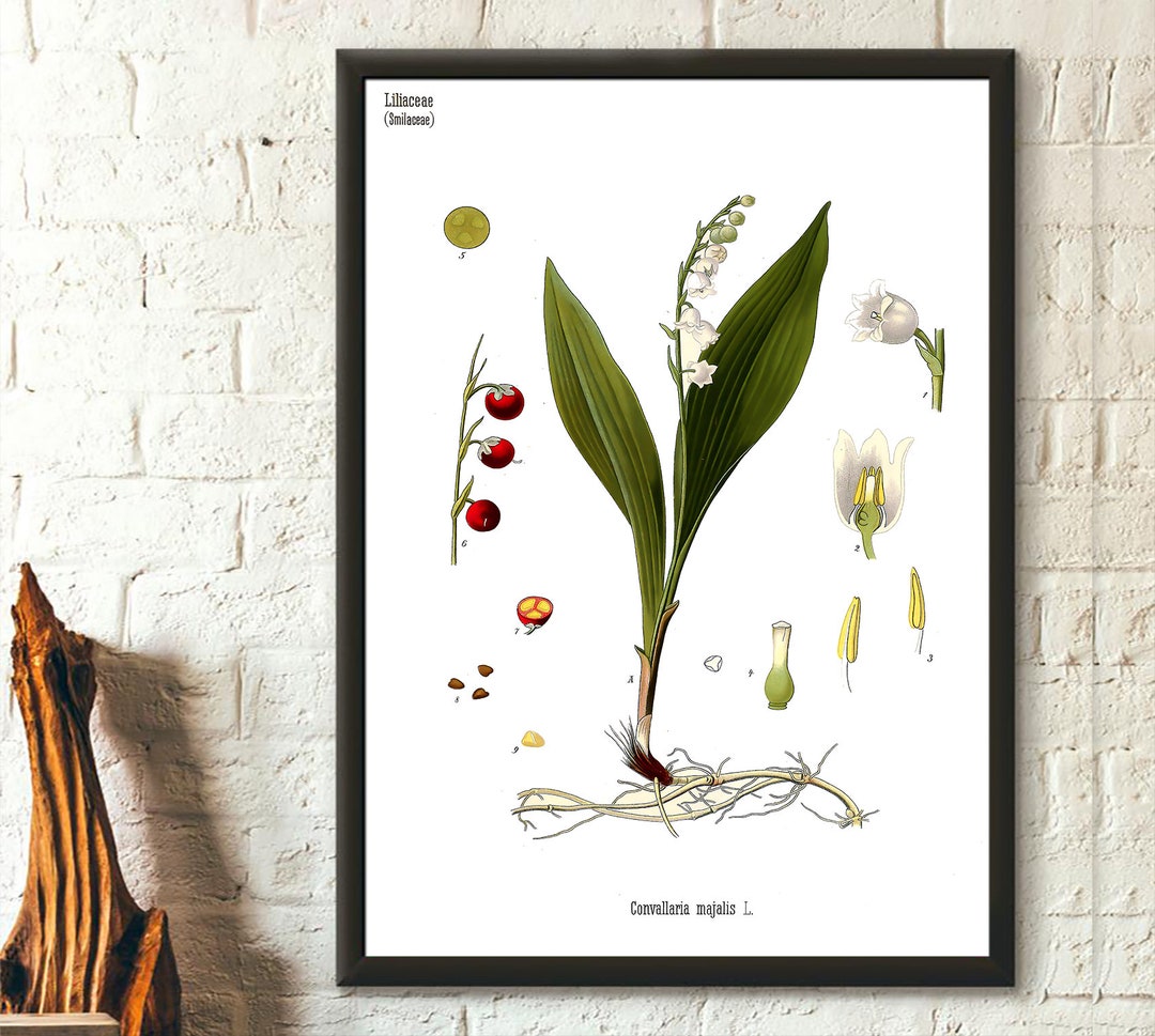 Vintage Botanical Print Botanical Poster Liliaceae Garden Decor Floral ...