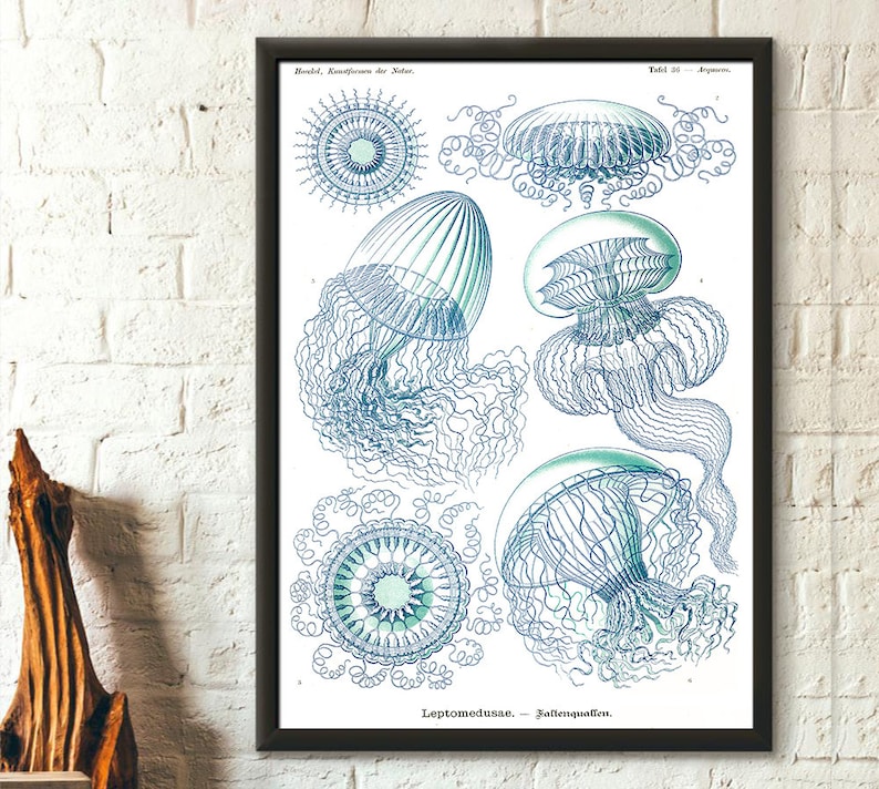 Jellyfish Vintage Art Print 1904 Haeckel Poster Vintage Home | Etsy