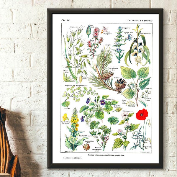 Botanical Poster - Etsy
