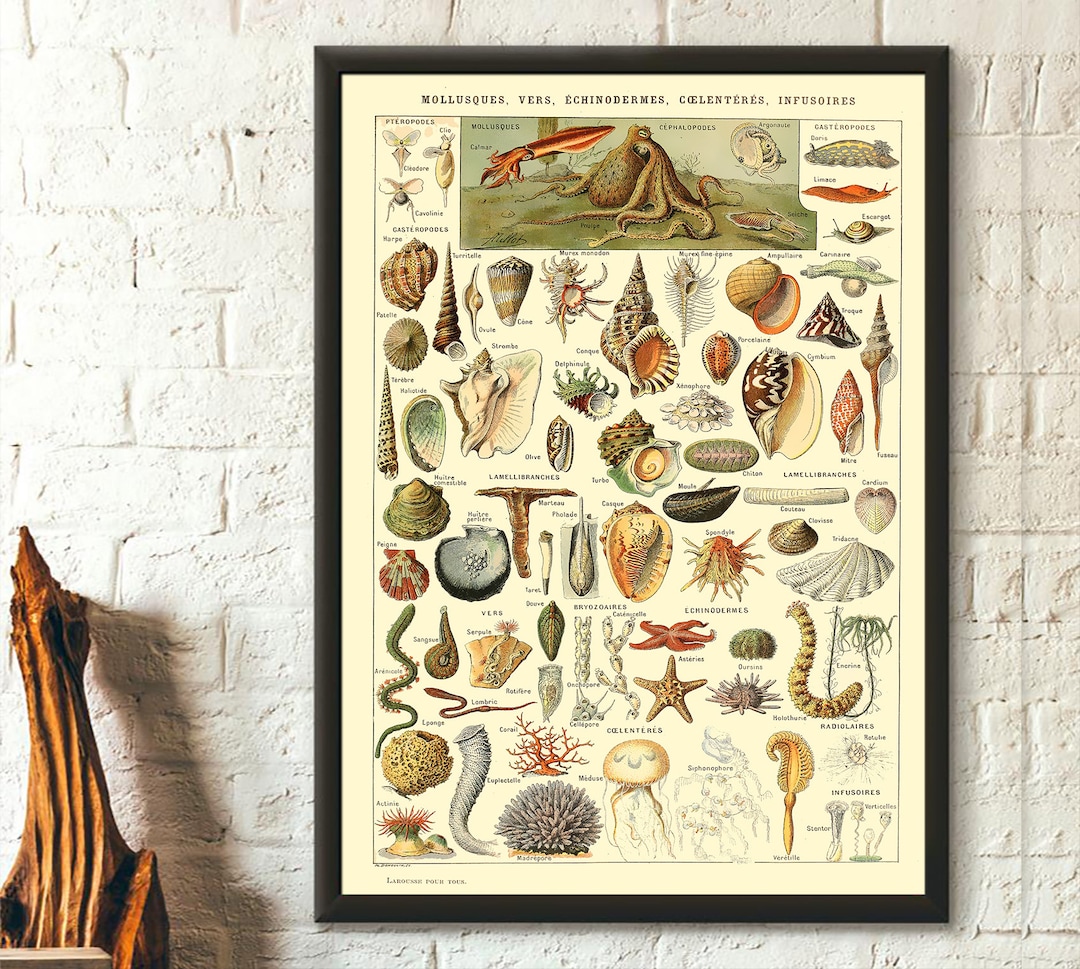 Vintage Mollusc Science Print - Adolphe Millot Poster Mollusk Poster ...